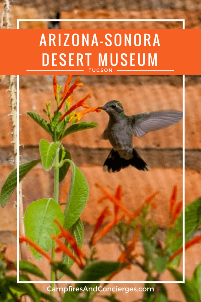 What to See at Tucson's Arizona Sonora Desert Museum - Campfires ...